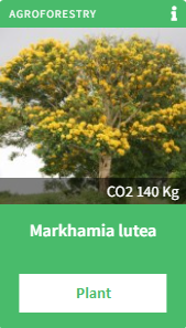 How to plant my free trees